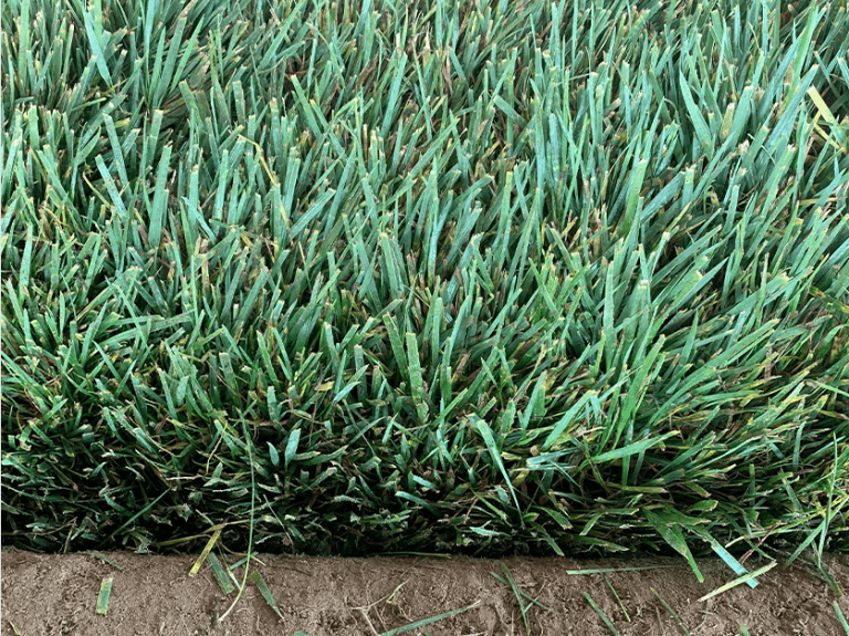 RST Custom Fescue & Bluegrass Sod Blend - Riverside Turf
